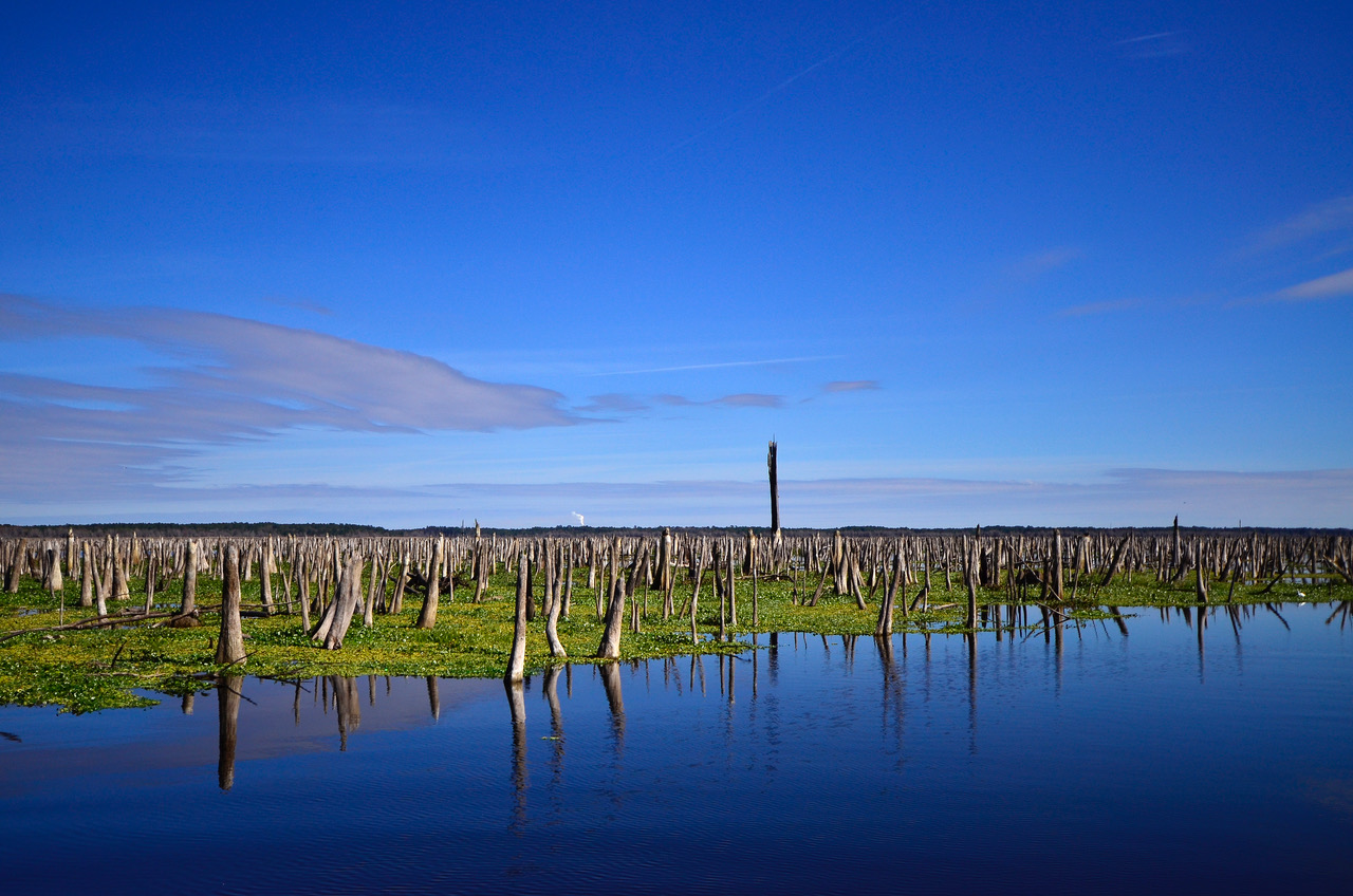 Florida's Drowned Forest | Jacksonville Magazine