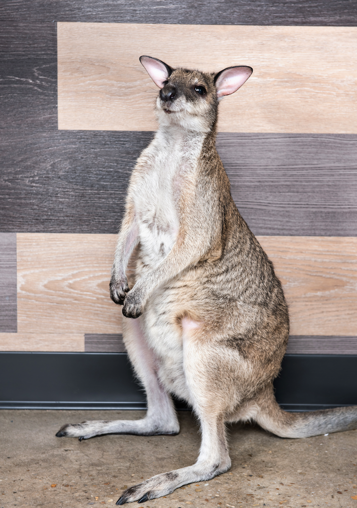 15 of the cutest and most exotic pets in Jacksonville | Jacksonville ...