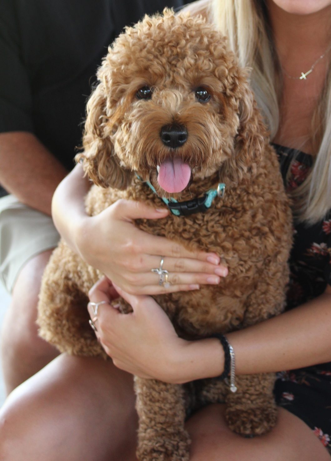 Birdie (Mini Golden Dood) | Jacksonville Magazine