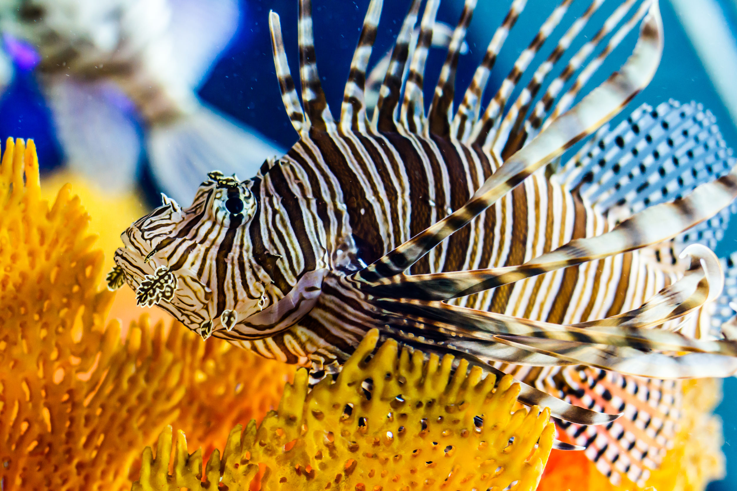 Puppy ice cream, lionfish, and ocean-friendly restaurants: Food trends ...