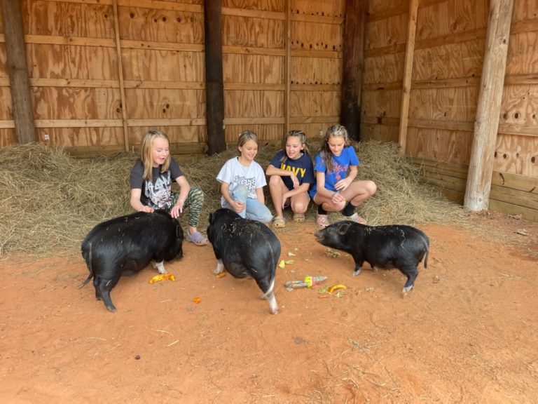 The Three Little Pigs Adoption | Jacksonville Magazine