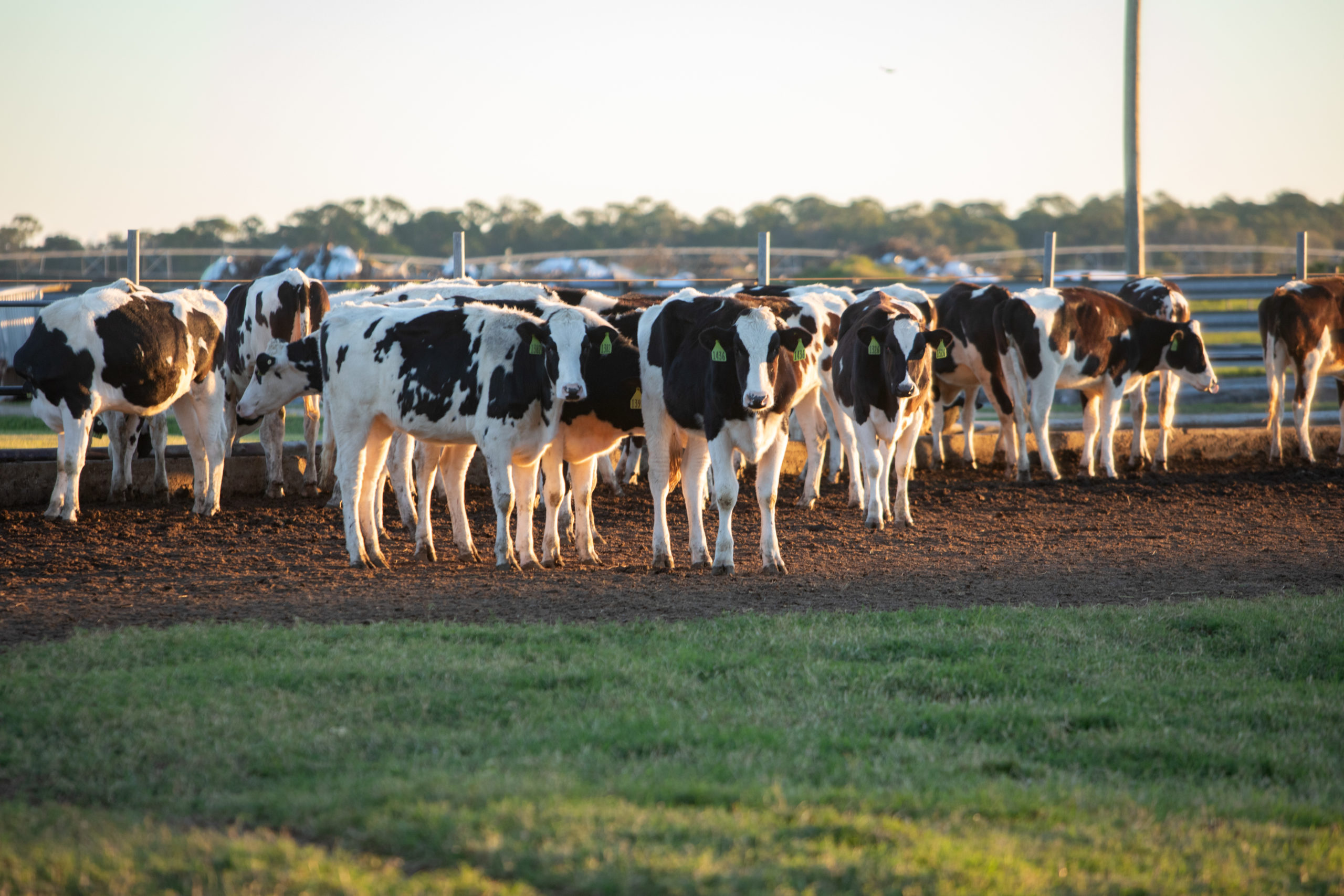 Cow Do They Do It? | Jacksonville Magazine