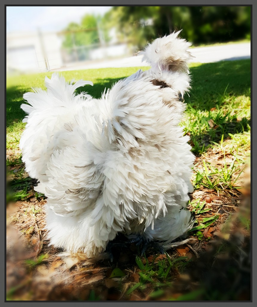 Pet Cover Model Search: Finalists | Jacksonville Magazine