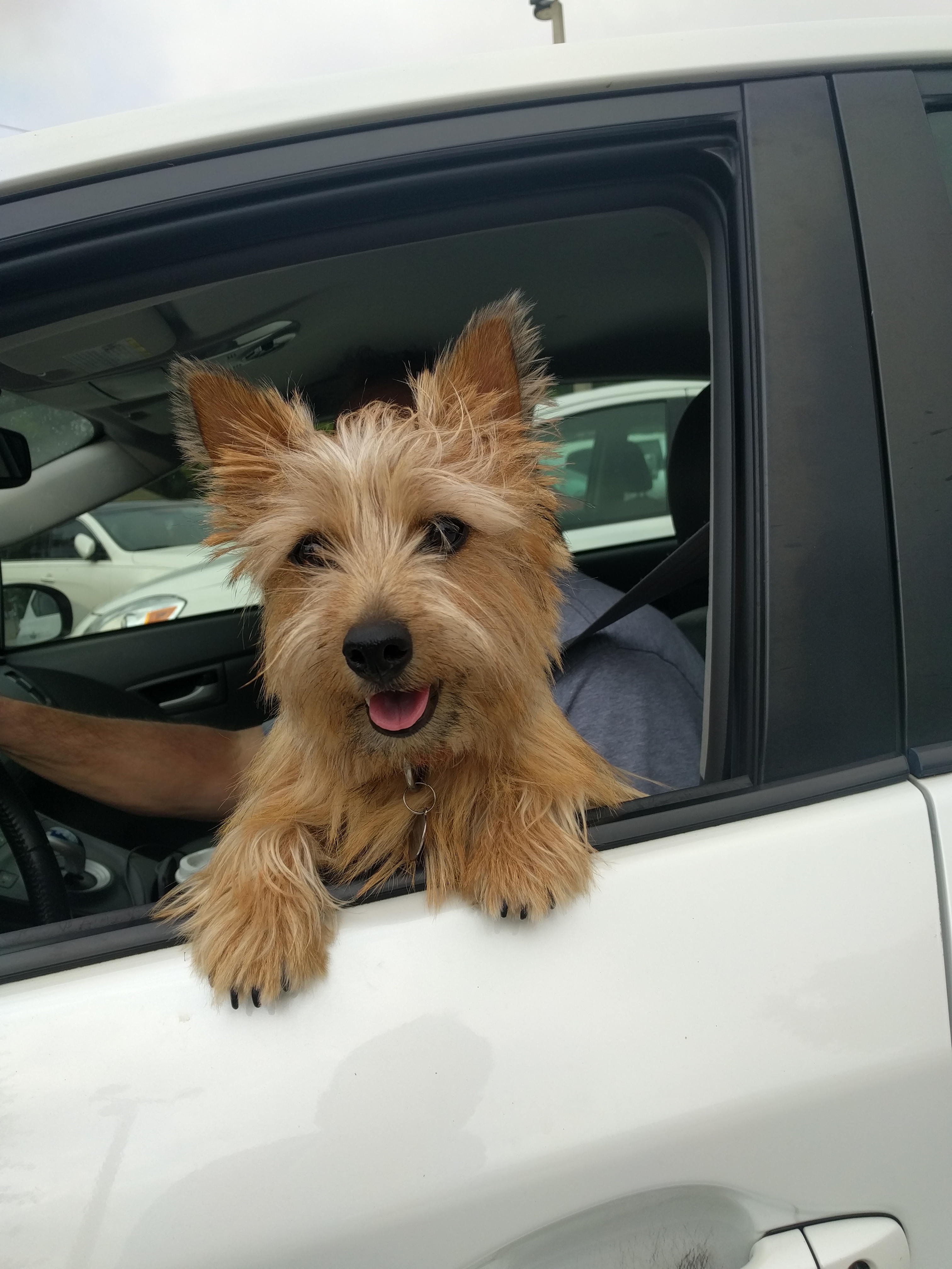 Pet Cover Model Search: Finalists | Jacksonville Magazine