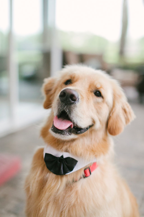 Pet Cover Model Search: Finalists | Jacksonville Magazine