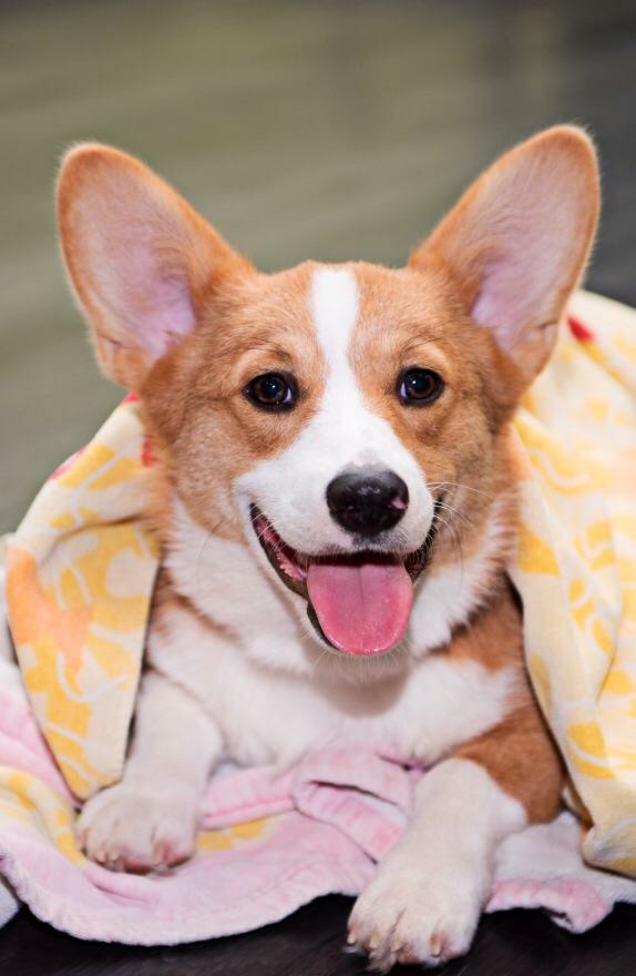 Pet Cover Model Search: Finalists | Jacksonville Magazine