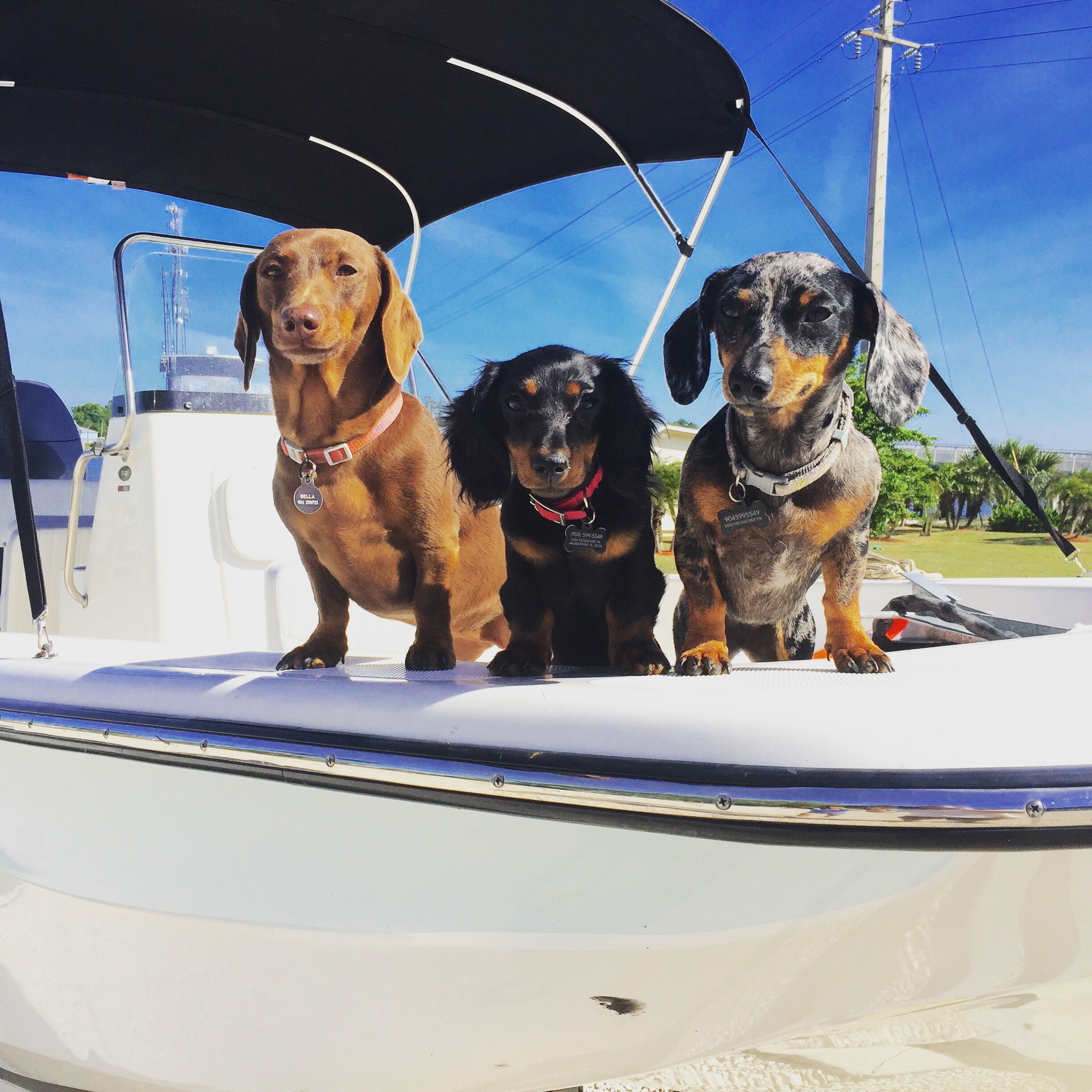 Pet Cover Model Search: Finalists | Jacksonville Magazine